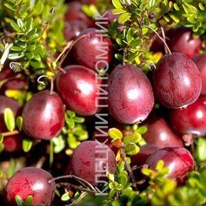 КЛЮКВА ПИЛИГРИМ Саженцы купить, голубика, саженцы голубики, саженцы ...